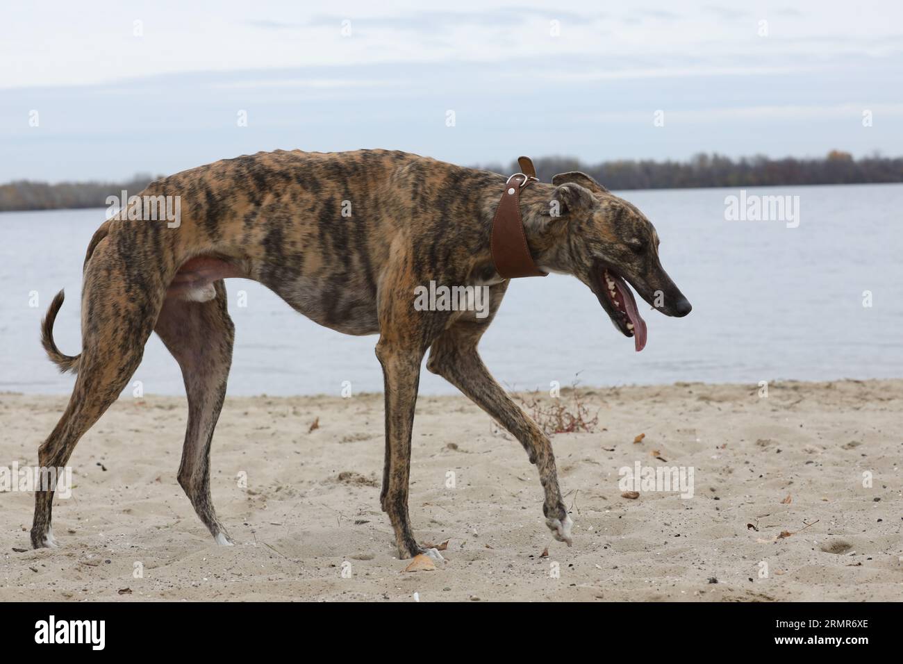 Cute greyhound dog outdoor. Greyhound in nature background Stock Photo ...