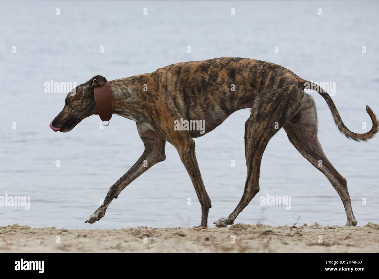 Cute greyhound dog outdoor. Greyhound in nature background Stock Photo ...