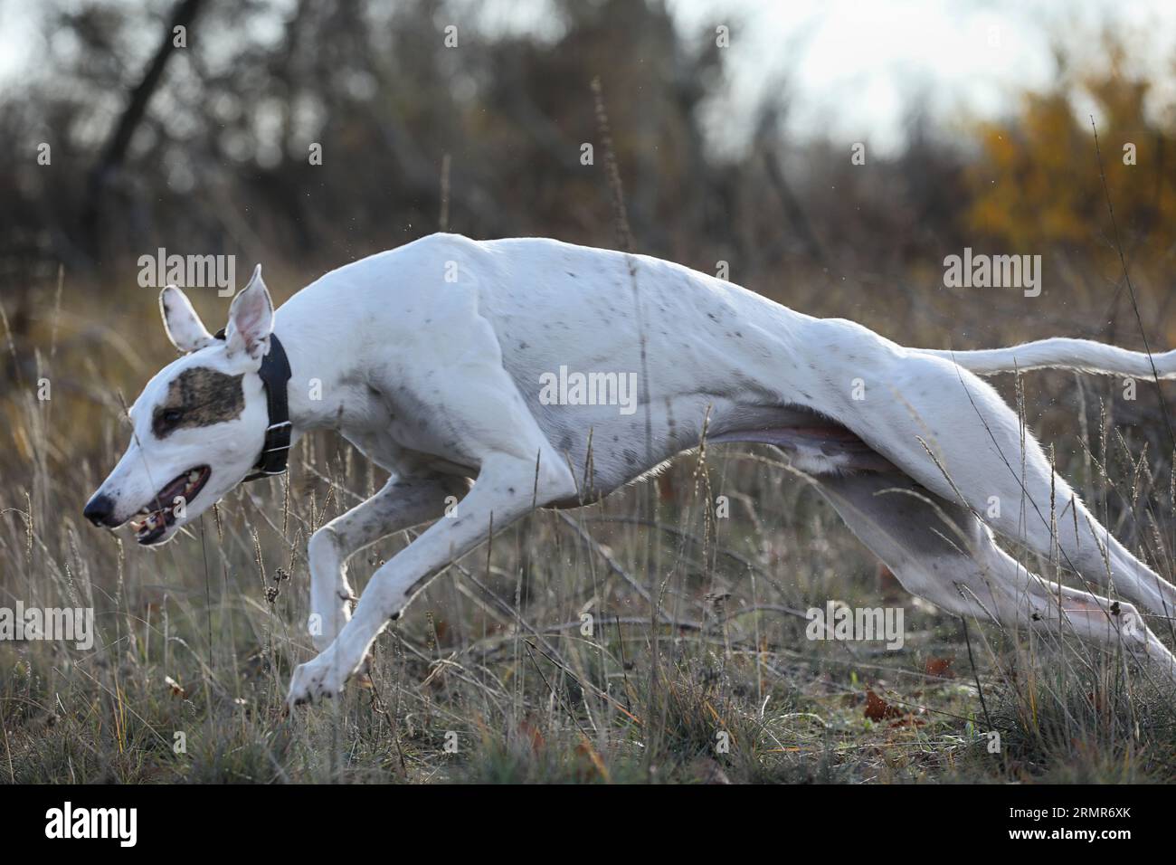 Cute greyhound dog outdoor. Greyhound in nature background Stock Photo ...