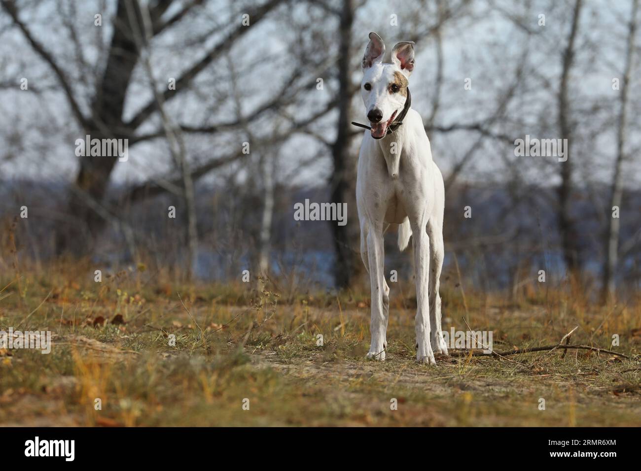 Cute greyhound dog outdoor. Greyhound in nature background Stock Photo ...