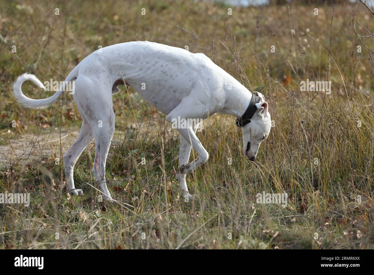 Cute greyhound dog outdoor. Greyhound in nature background Stock Photo ...