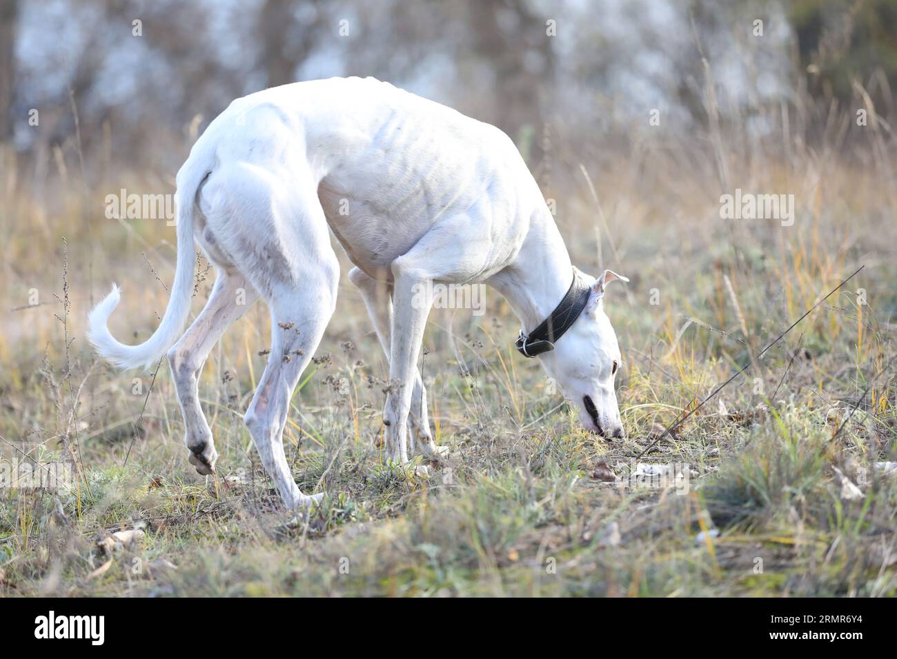Cute greyhound dog outdoor. Greyhound in nature background Stock Photo ...