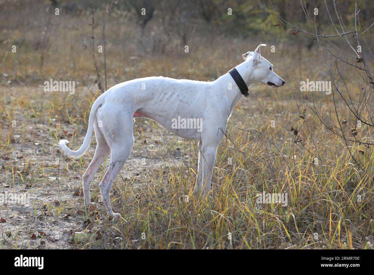 Cute greyhound dog outdoor. Greyhound in nature background Stock Photo ...