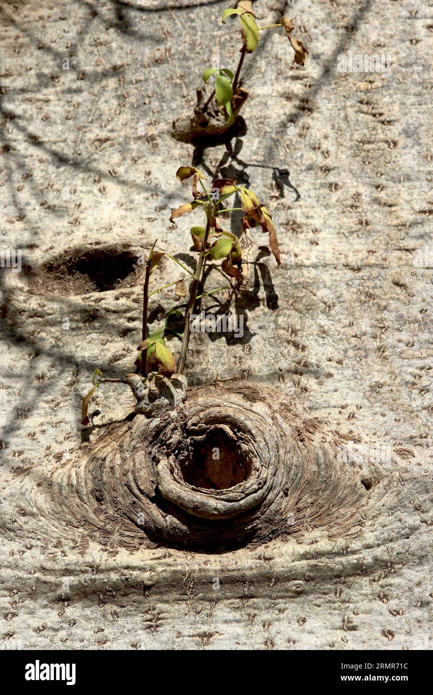 Trees, paths and roads in a government-sponsored nature reserve in the ...