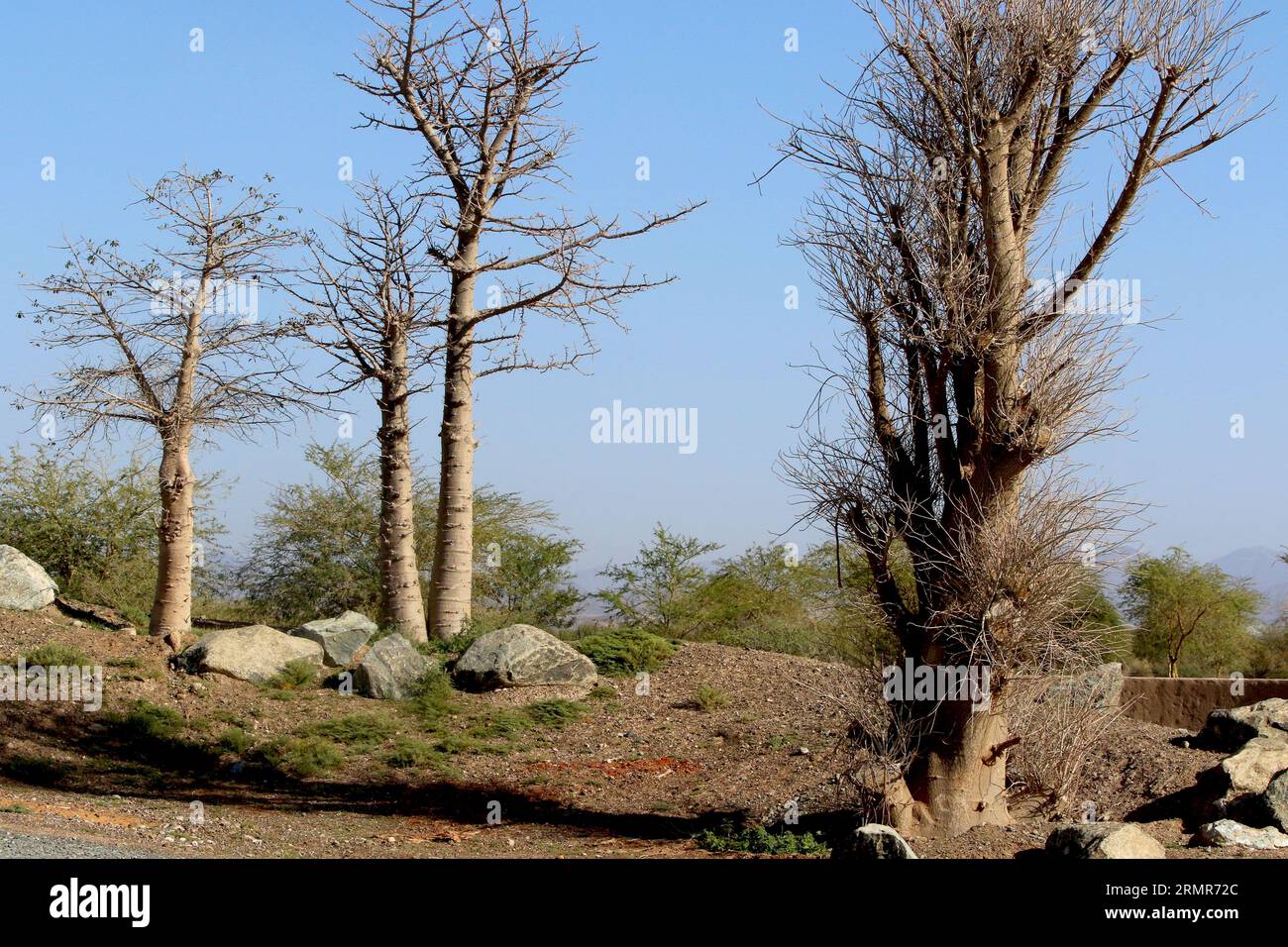 Trees, paths and roads in a government-sponsored nature reserve in the ...