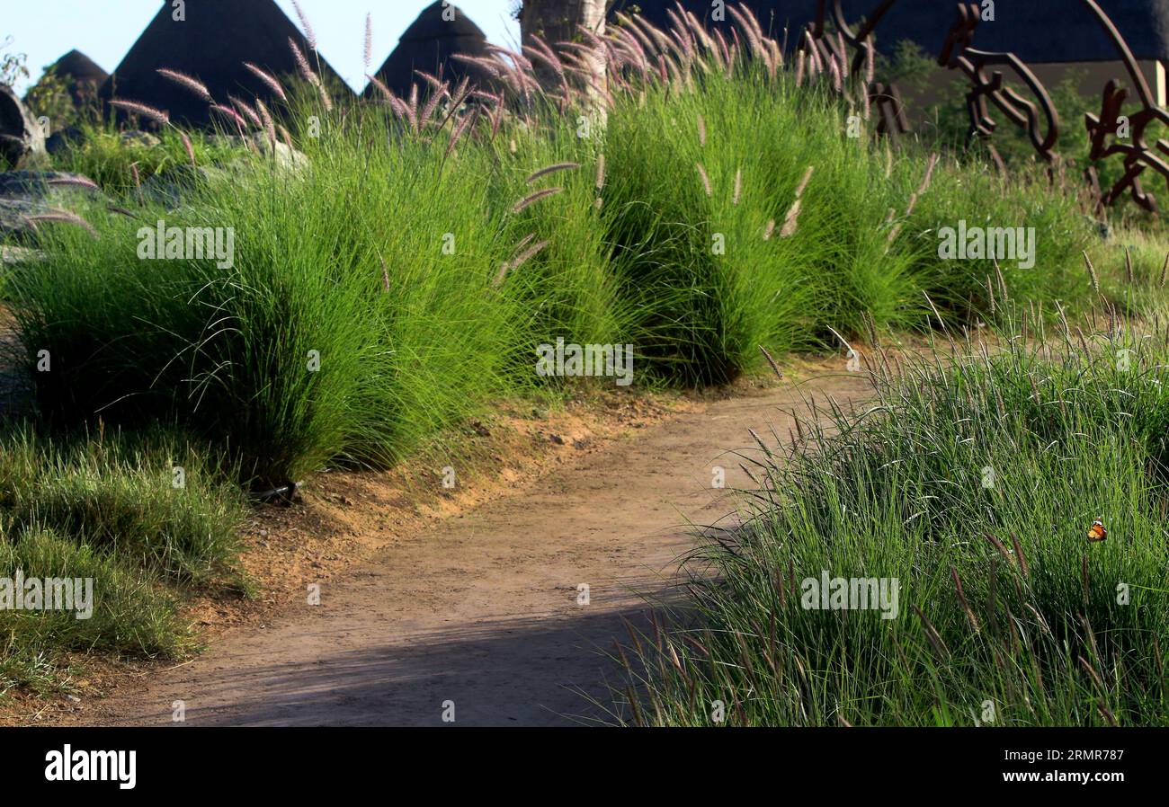Trees, paths and roads in a government-sponsored nature reserve in the ...