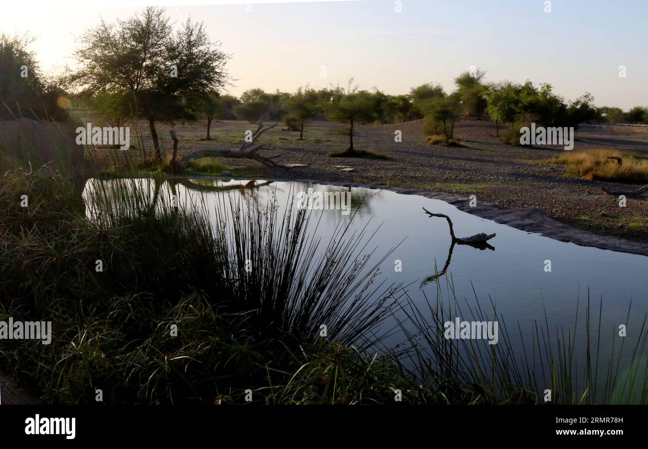 Animals in a government-sponsored nature reserve in the Dubai desert ...