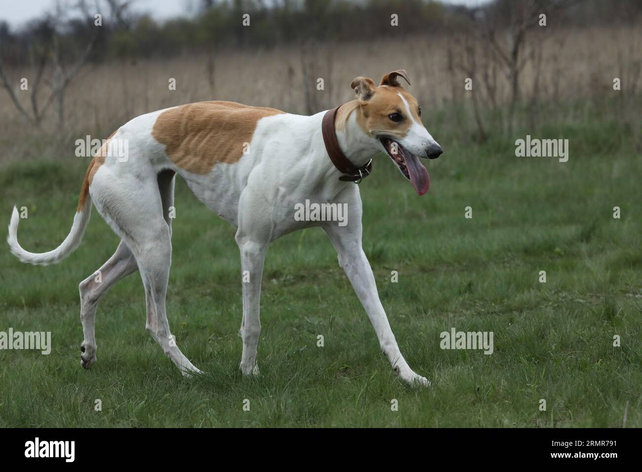 Cute greyhound dog outdoor. Greyhound in nature background Stock Photo ...