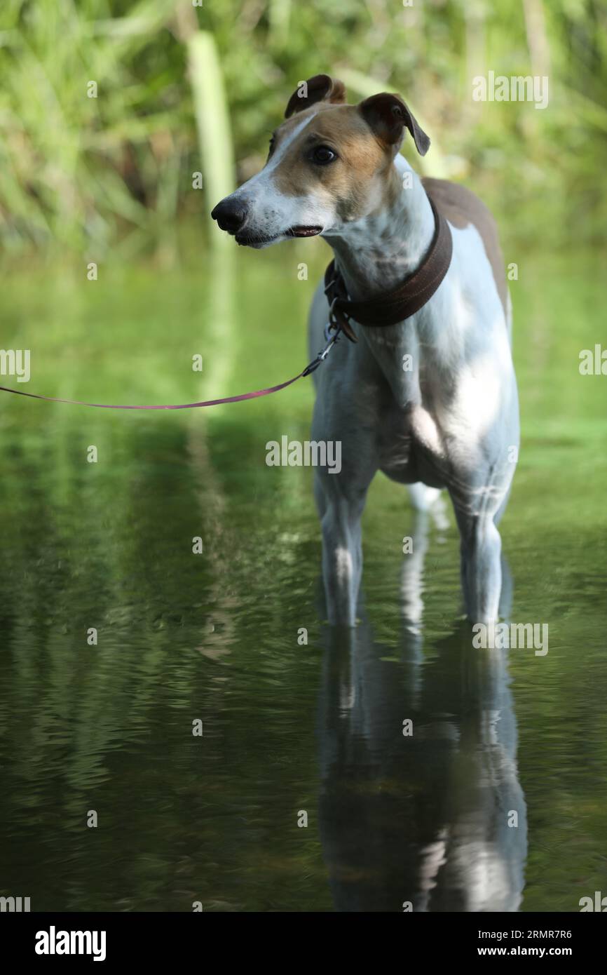 Cute greyhound dog outdoor. Greyhound in nature background Stock Photo ...