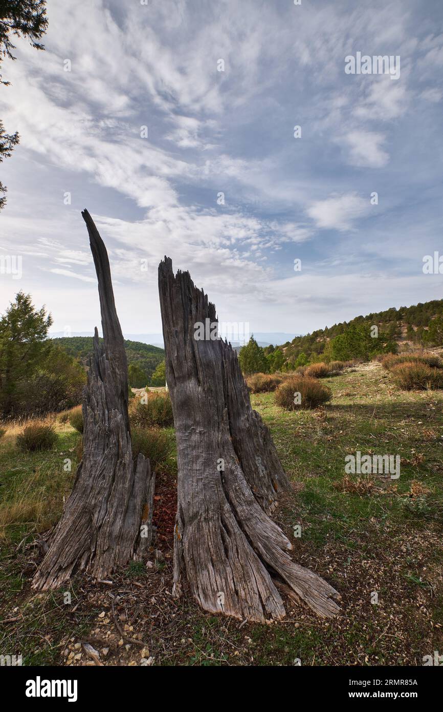 the stump is old and broken in a mountain clearing Stock Photo - Alamy