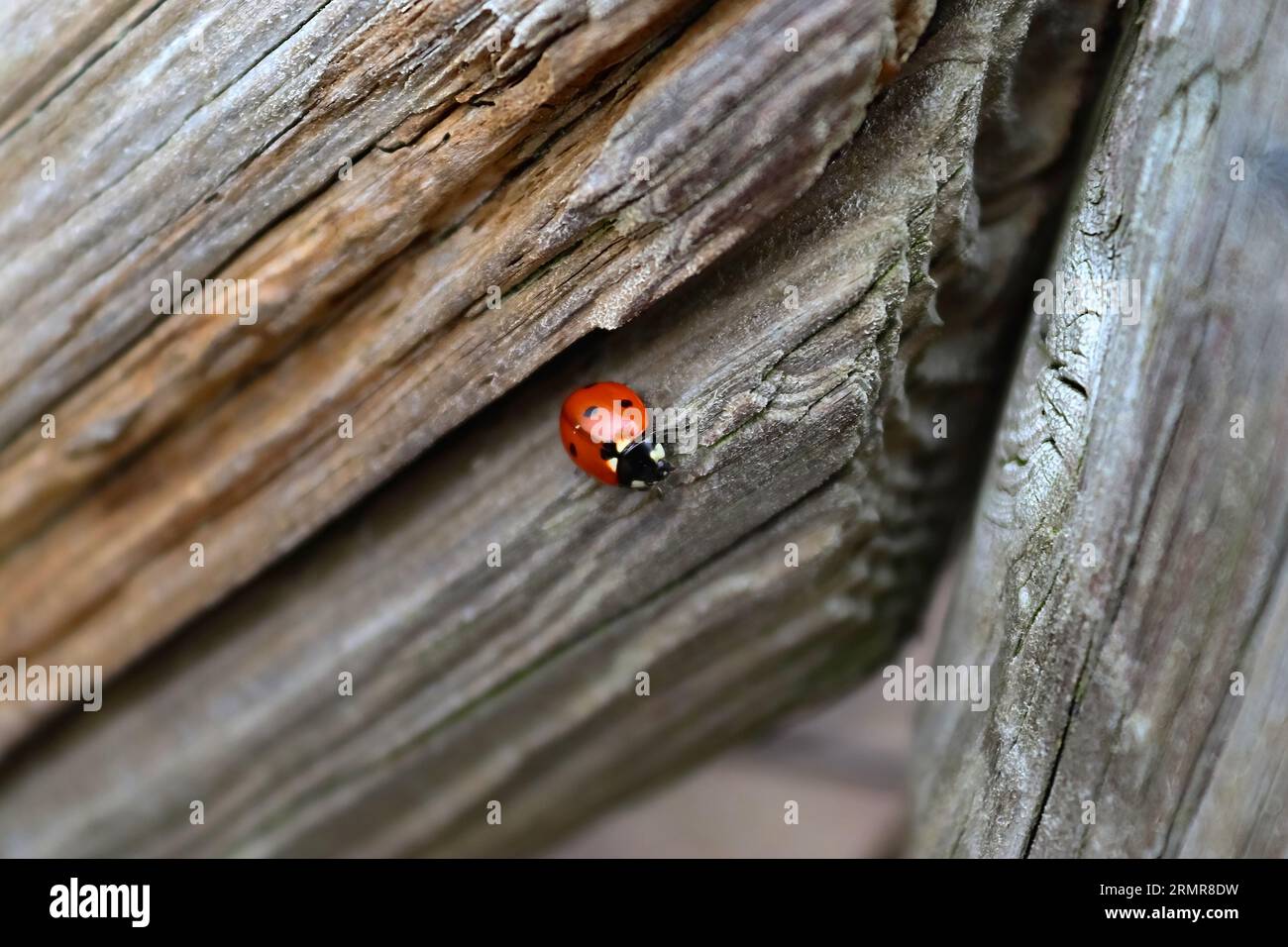 Ladybird walking on wooden plank hi-res stock photography and images ...