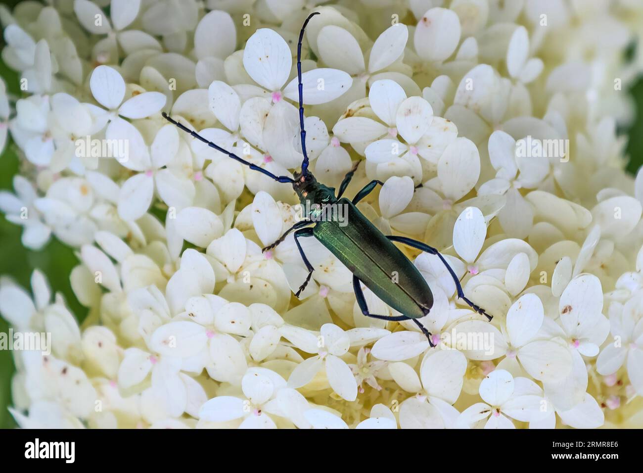 Mango flower beetle hi-res stock photography and images - Alamy