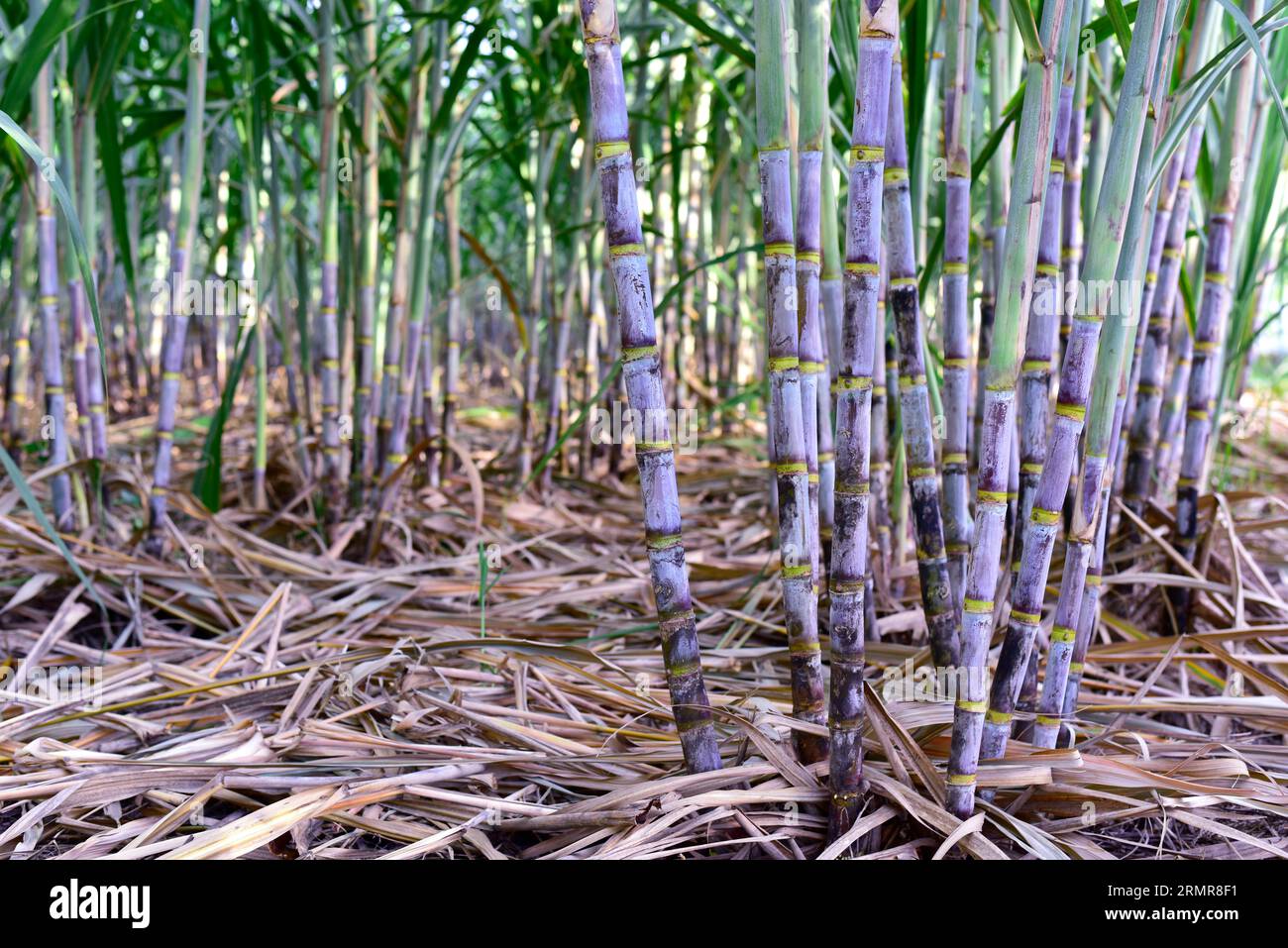Sugar cane stalks with sugar cane plantation background. sugarcane ...