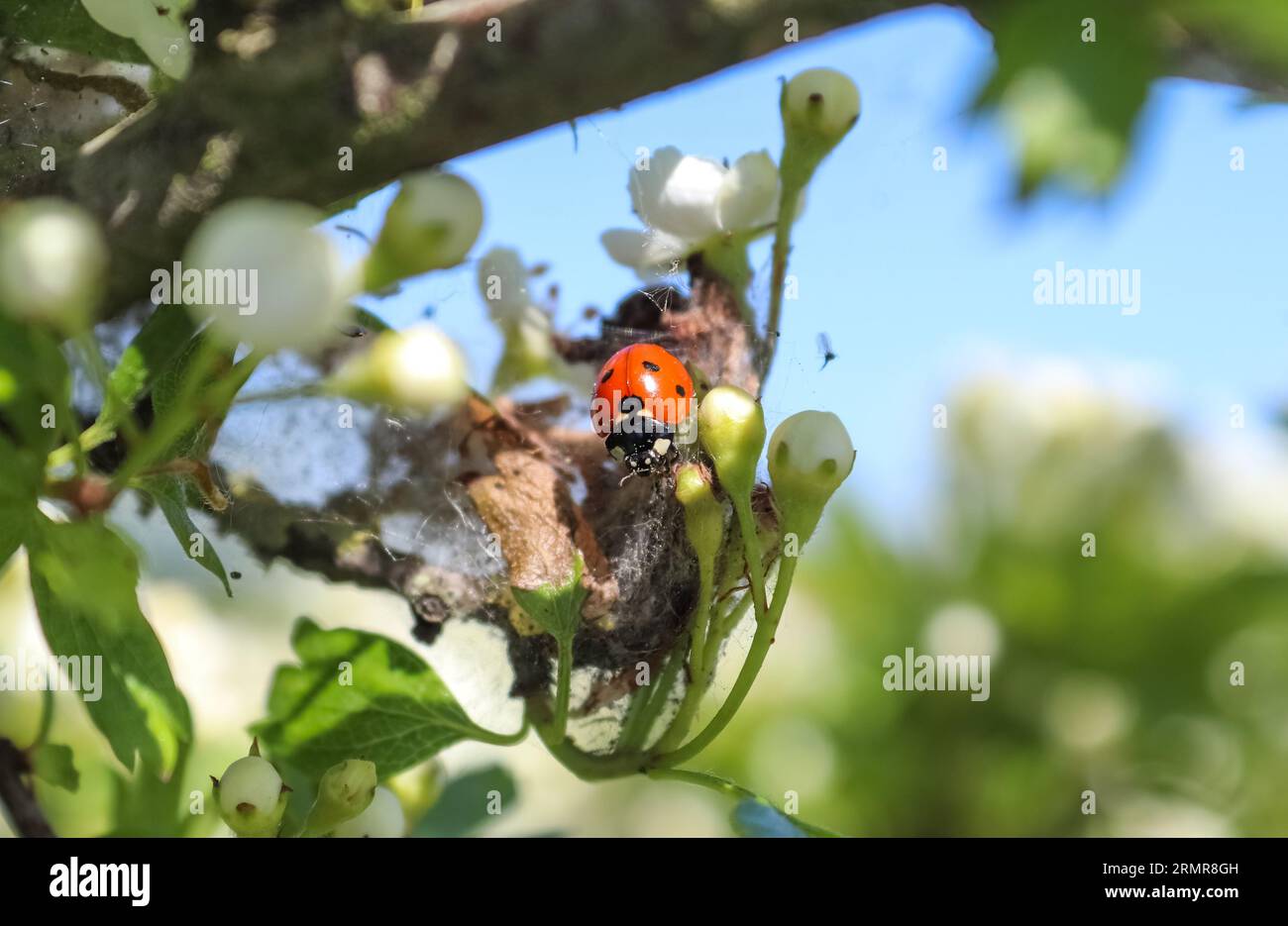 Selective Focus Macro Of A Red Ladybug In Front Of A Blue Sky Stock ...