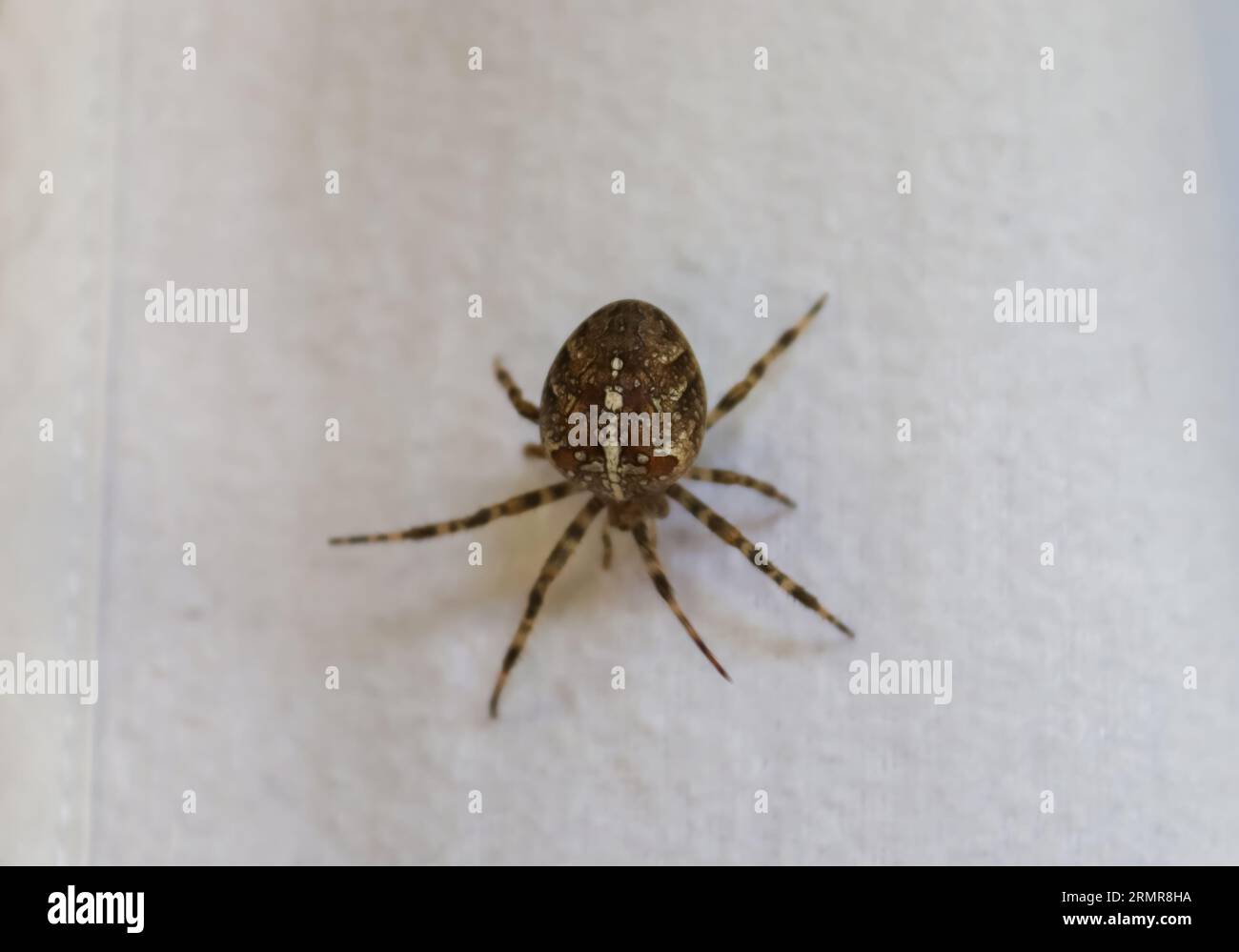 Selective Focus Of A Big Spider Walking On The Clothes At A Clothesline ...