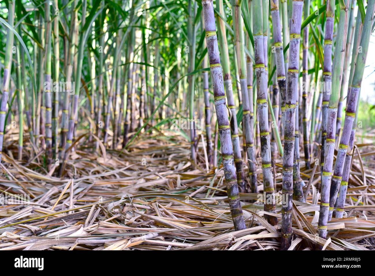 Sugar cane stalks with sugar cane plantation background. sugarcane agricultural economy ...