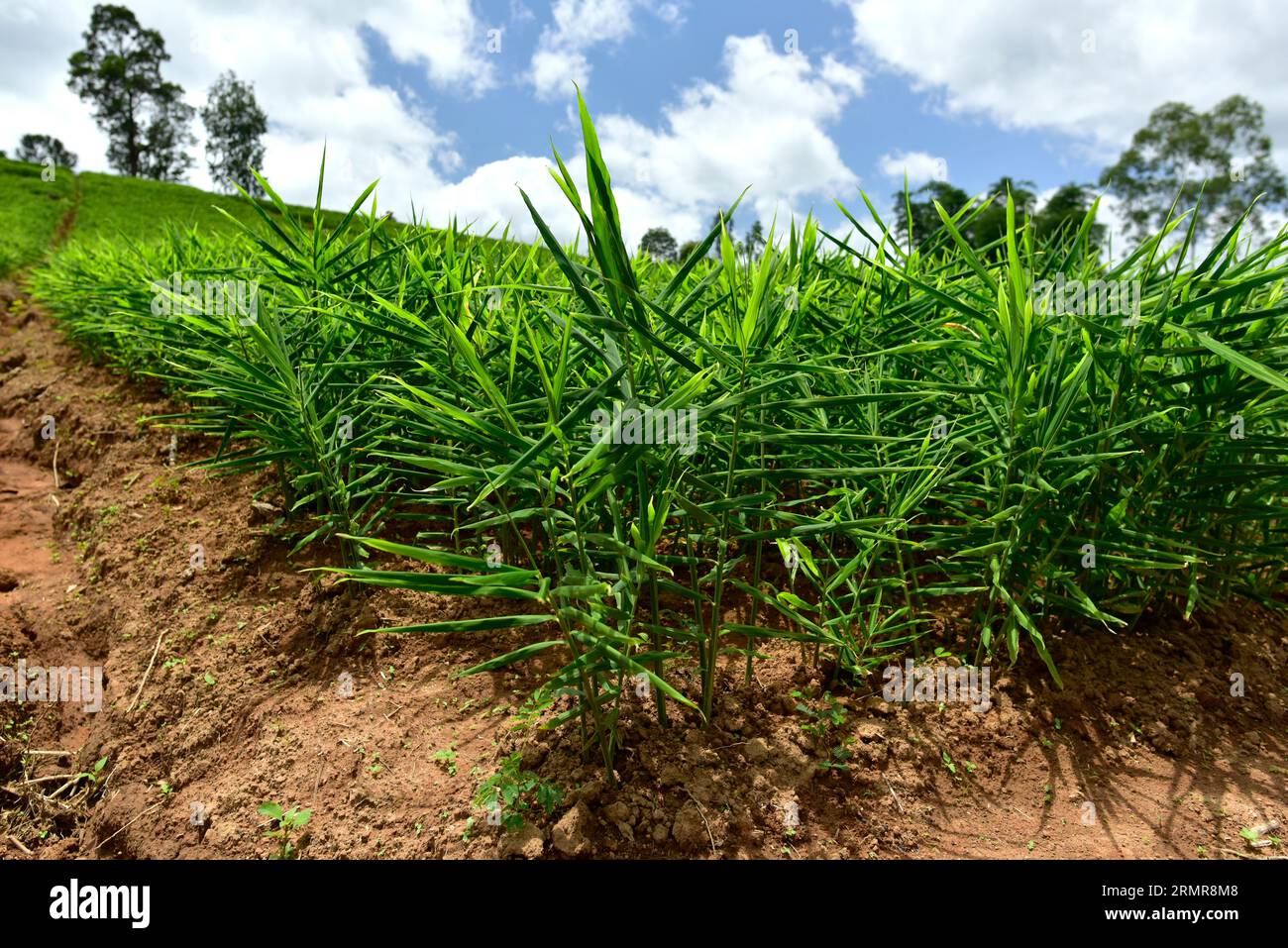 ginger (Zingiber officinale) crop planted and cultivated at agriculture ...