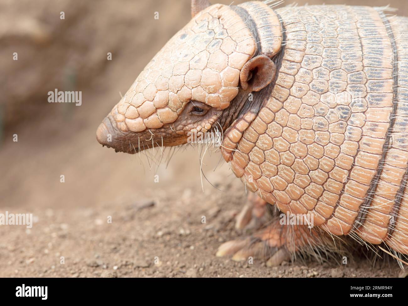 Six-Banded Armadillo (Euphractus Sexcinctus), selective focus on eye Stock Photo - Alamy