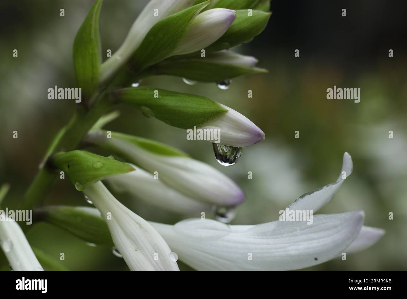 a close up of Hosta capitata blossom covered in rain drops Stock Photo ...