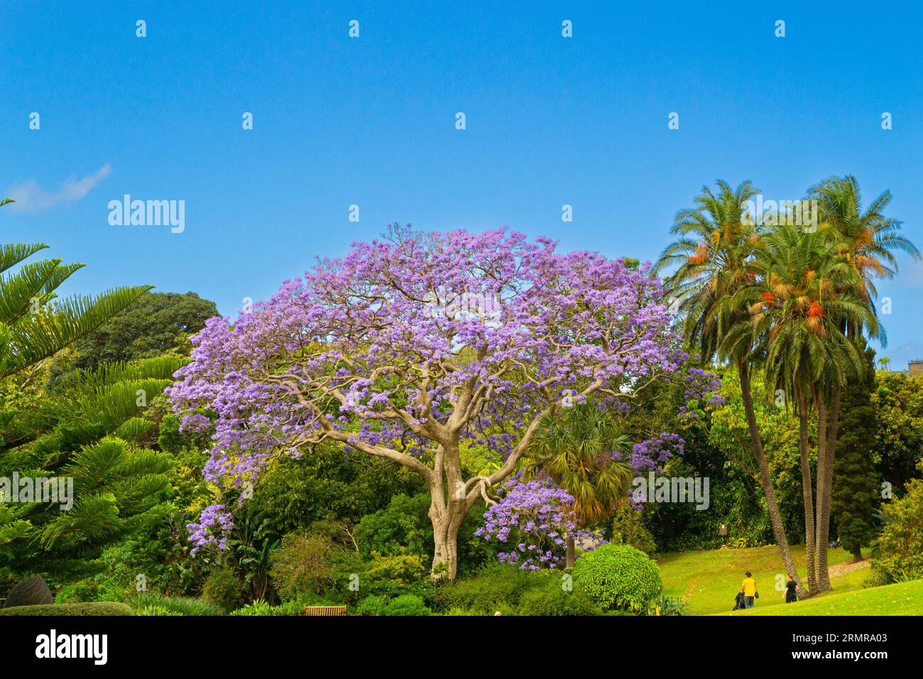 Jacaranda mimosifolia - blue jacaranda - tree, at the Royal Botanic Gardens in Sydney, New South ...