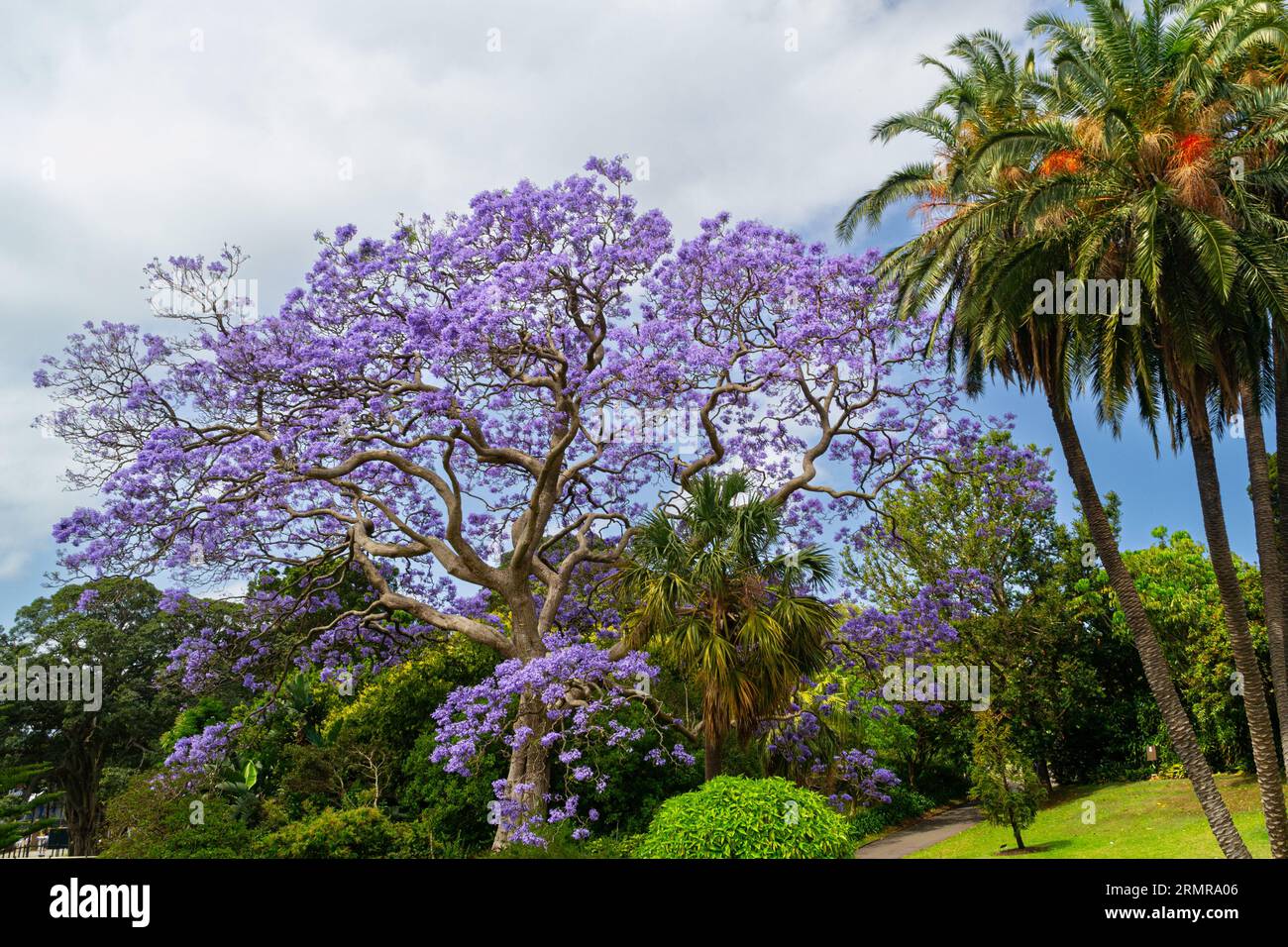 Jacaranda mimosifolia - blue jacaranda - tree, at the Royal Botanic Gardens in Sydney, New South ...