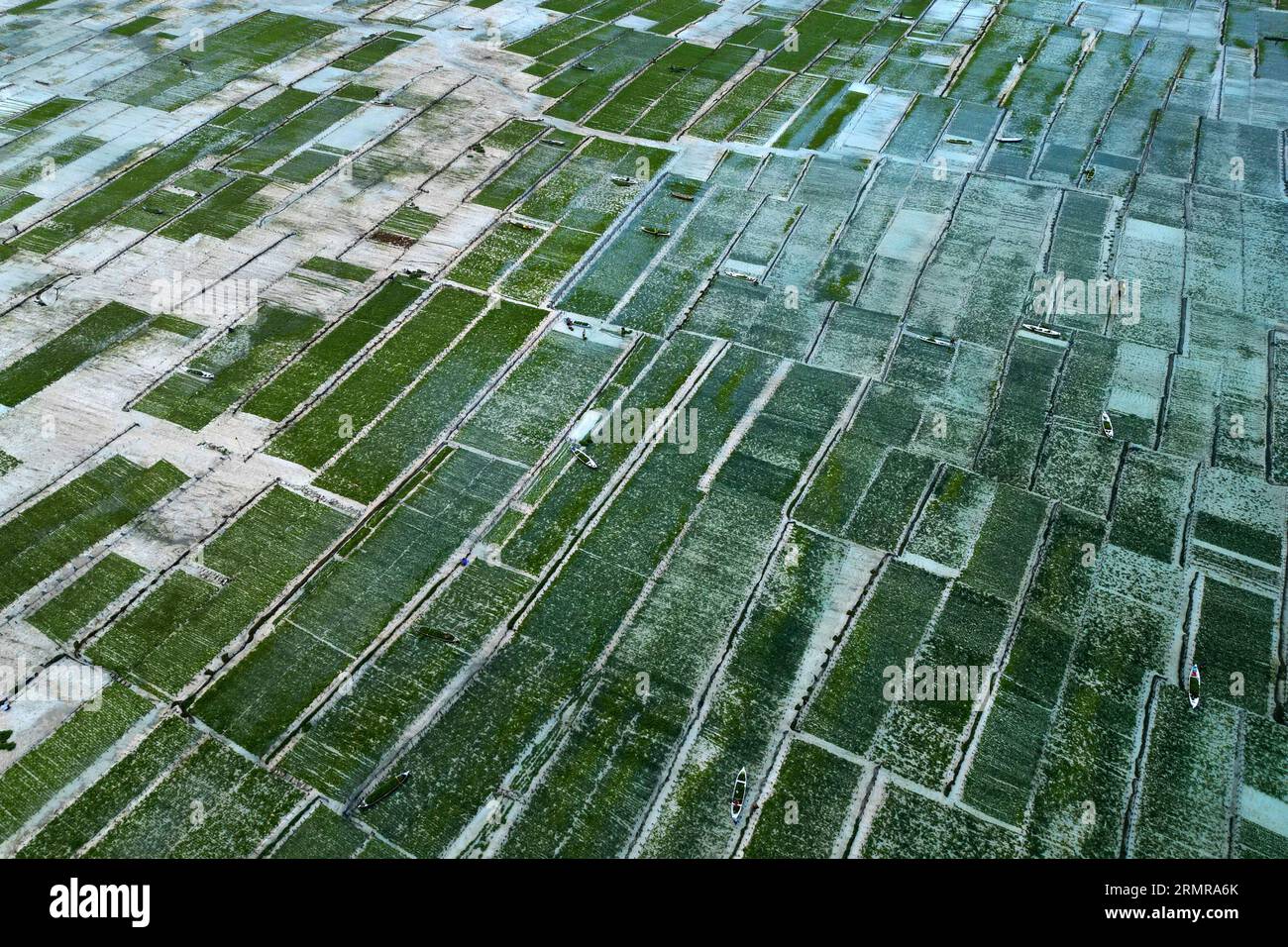 collecting sea weed at the seaweed farm of Lembongan island in ...