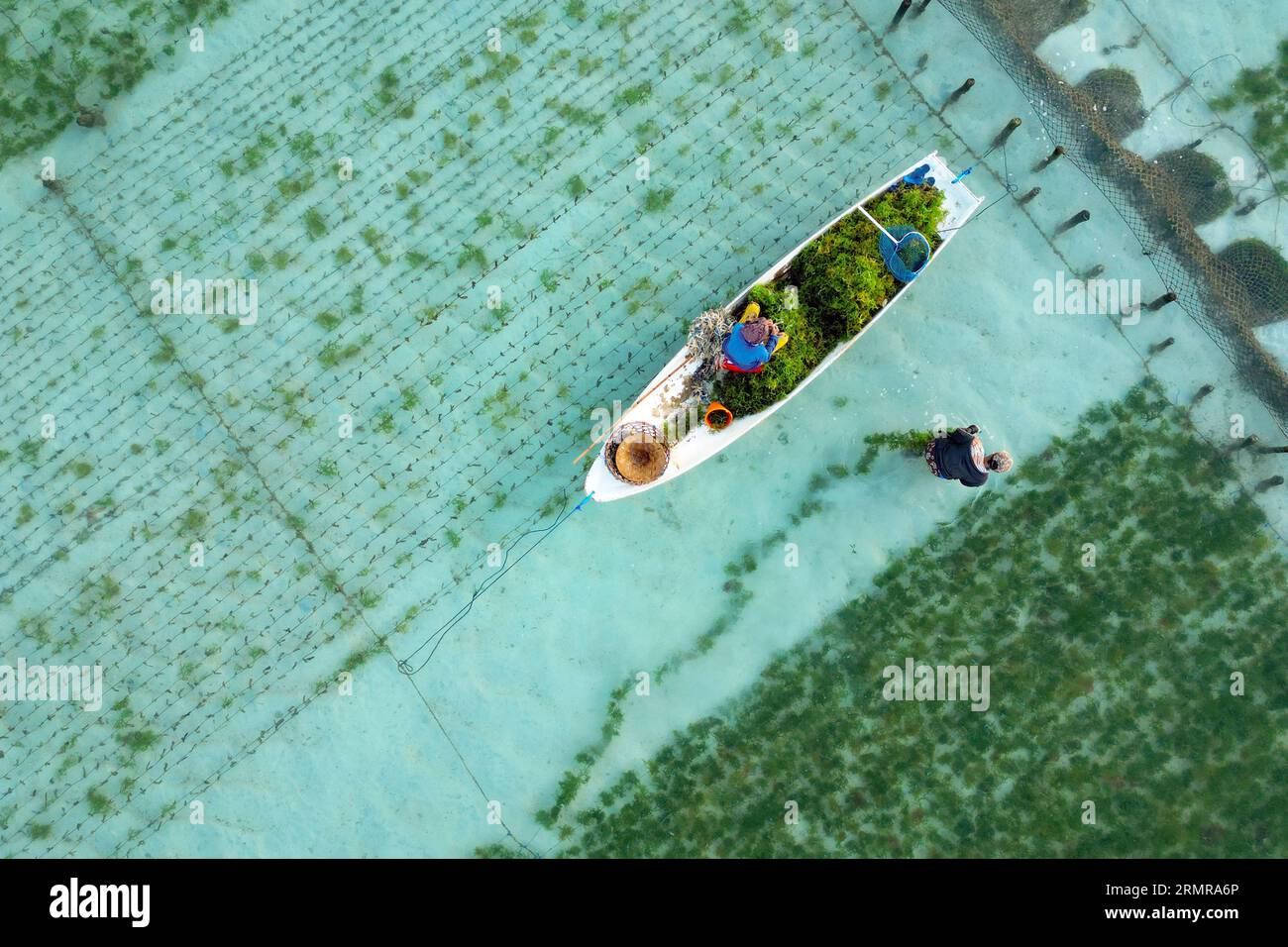 collecting sea weed at the seaweed farm of Lembongan island in ...