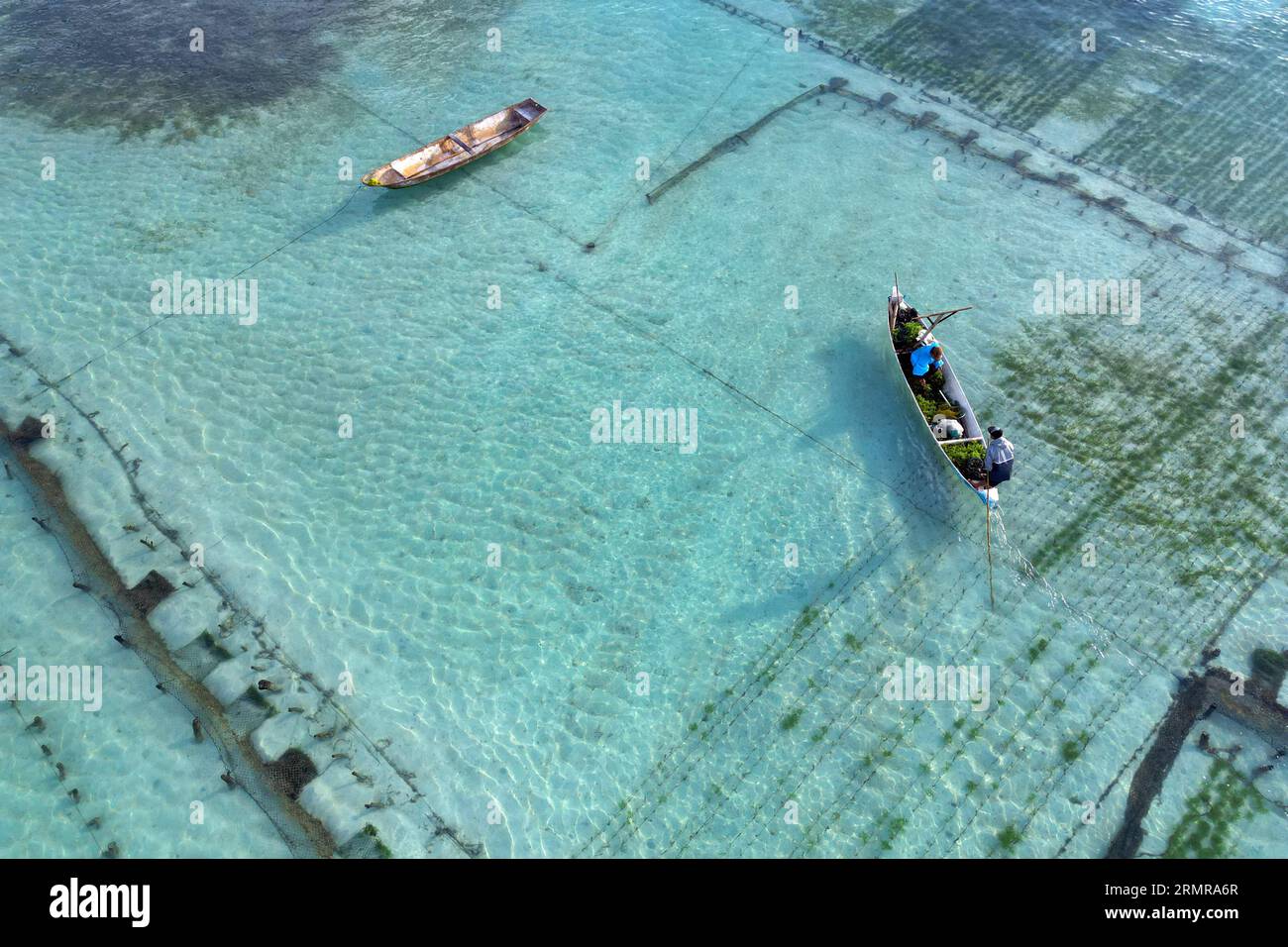 collecting sea weed at the seaweed farm of Lembongan island in ...