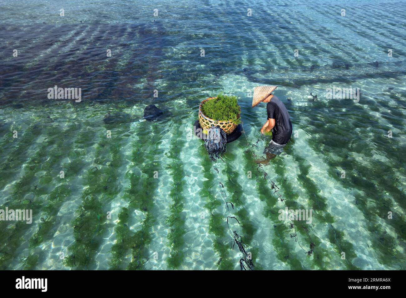 collecting sea weed at the seaweed farm of Lembongan island in ...
