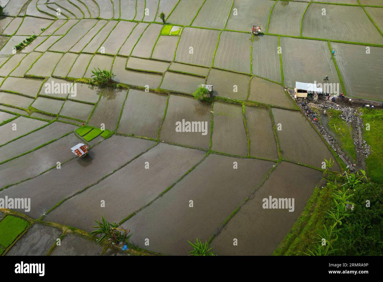 Aerial view of green rice field in the island of Bali-Indonesia Stock ...