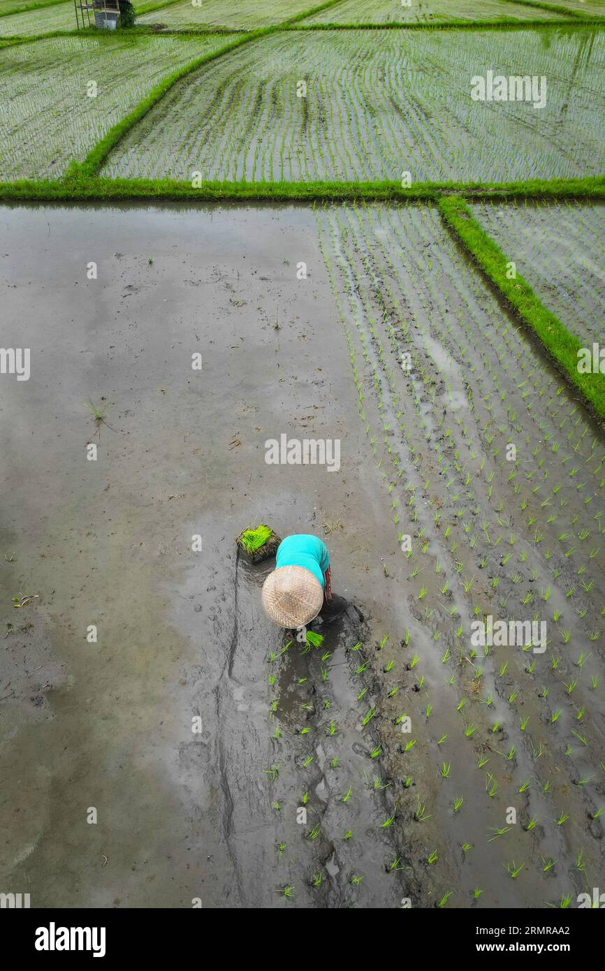Aerial view of farmer planting rice in the island of Bali-Indonesia ...