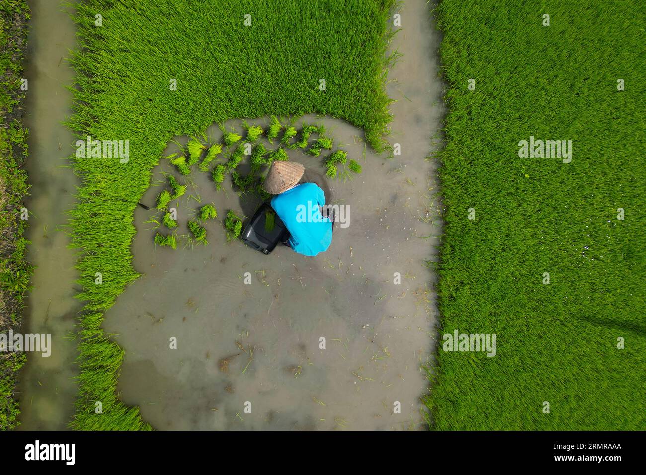 Aerial view of farmer planting rice in the island of Bali-Indonesia ...