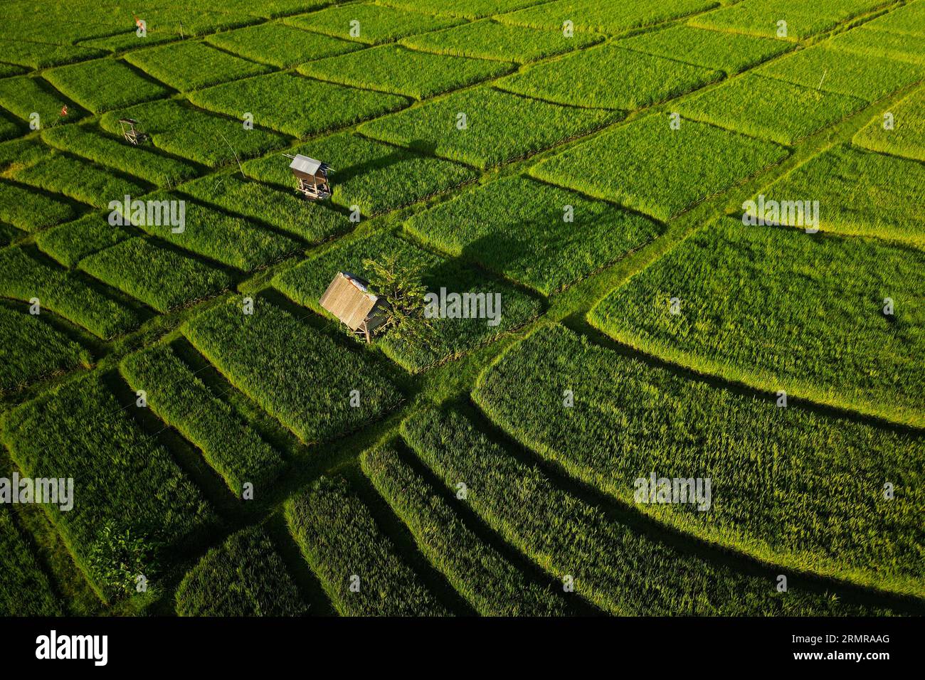 Aerial view of green rice field in the island of Bali-Indonesia Stock ...