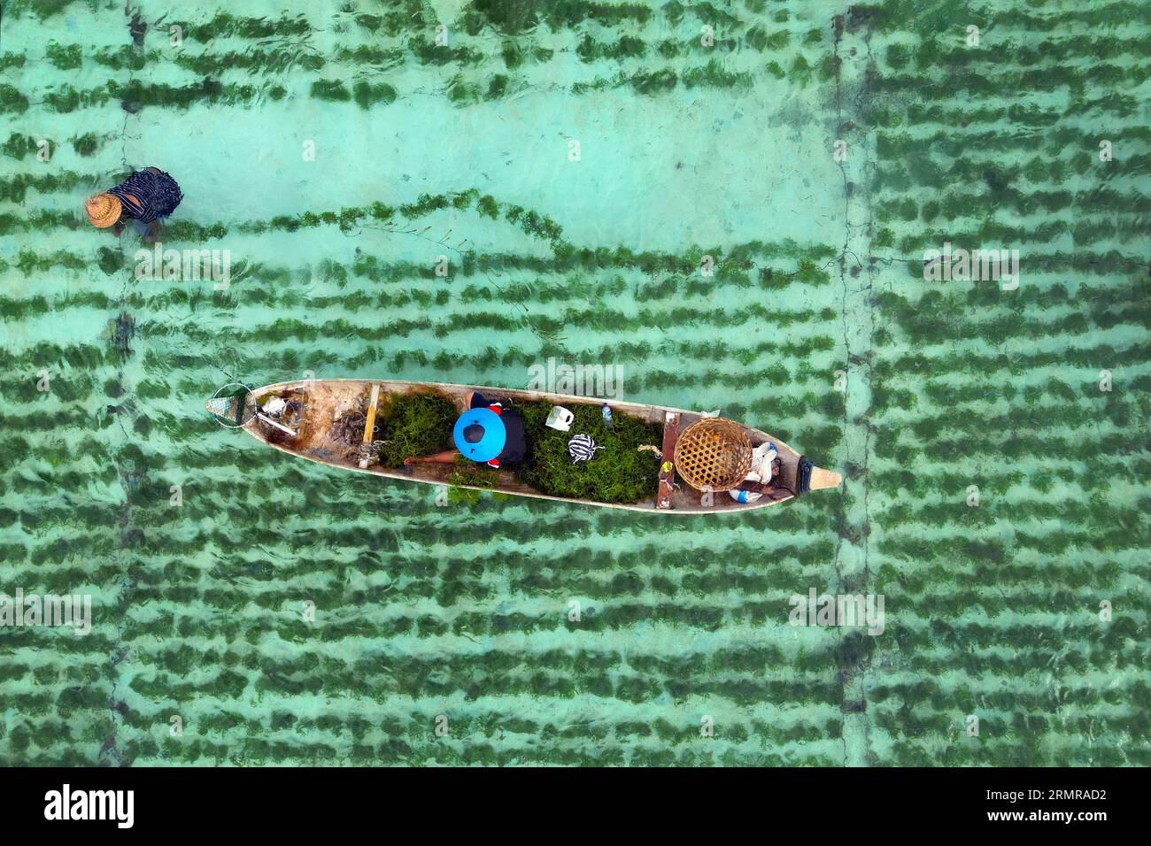 collecting sea weed at the seaweed farm of Lembongan island in ...