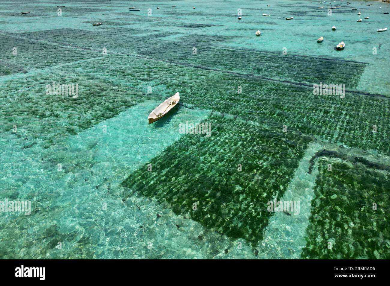 collecting sea weed at the seaweed farm of Lembongan island in ...