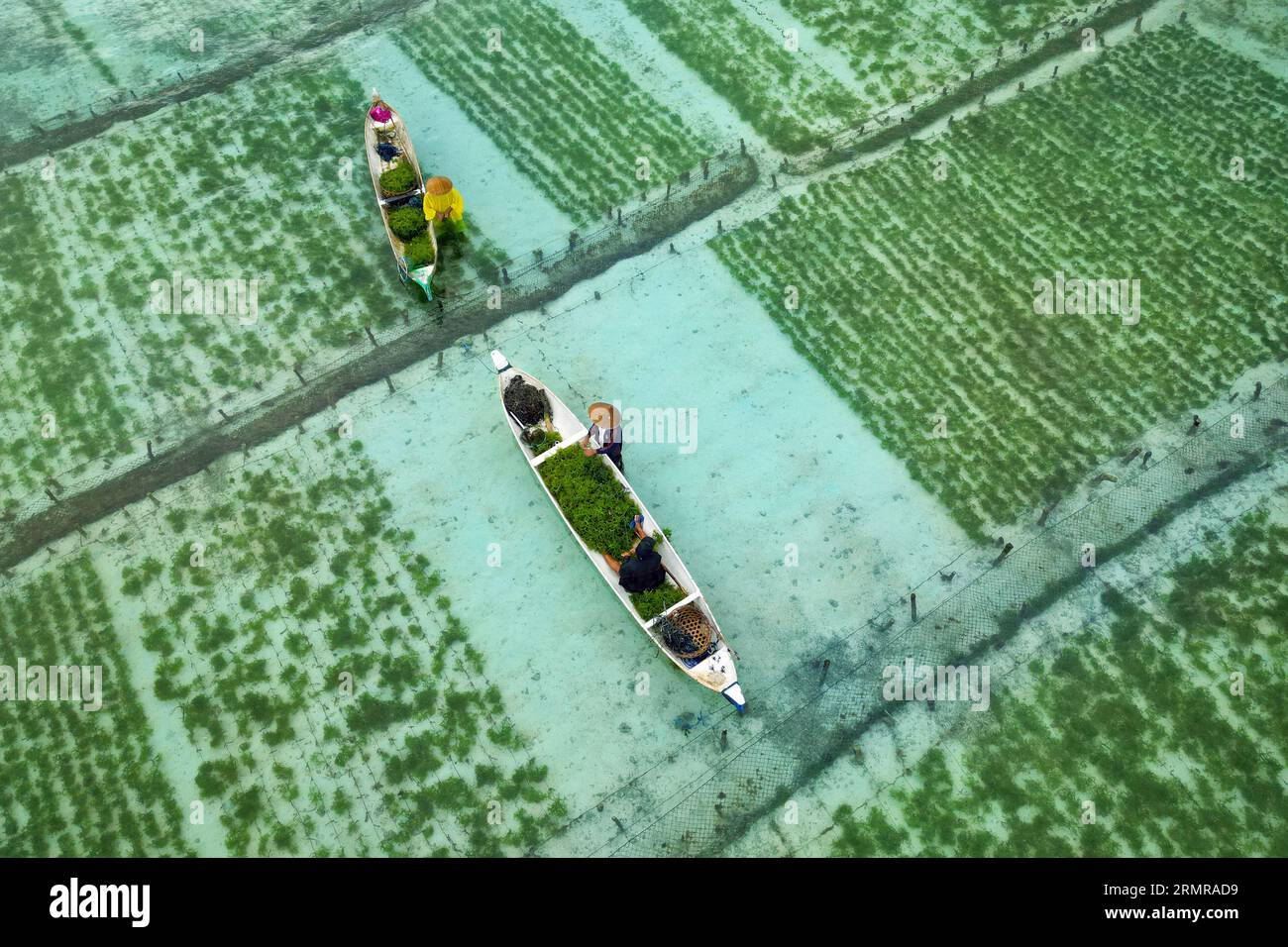 collecting sea weed at the seaweed farm of Lembongan island in ...