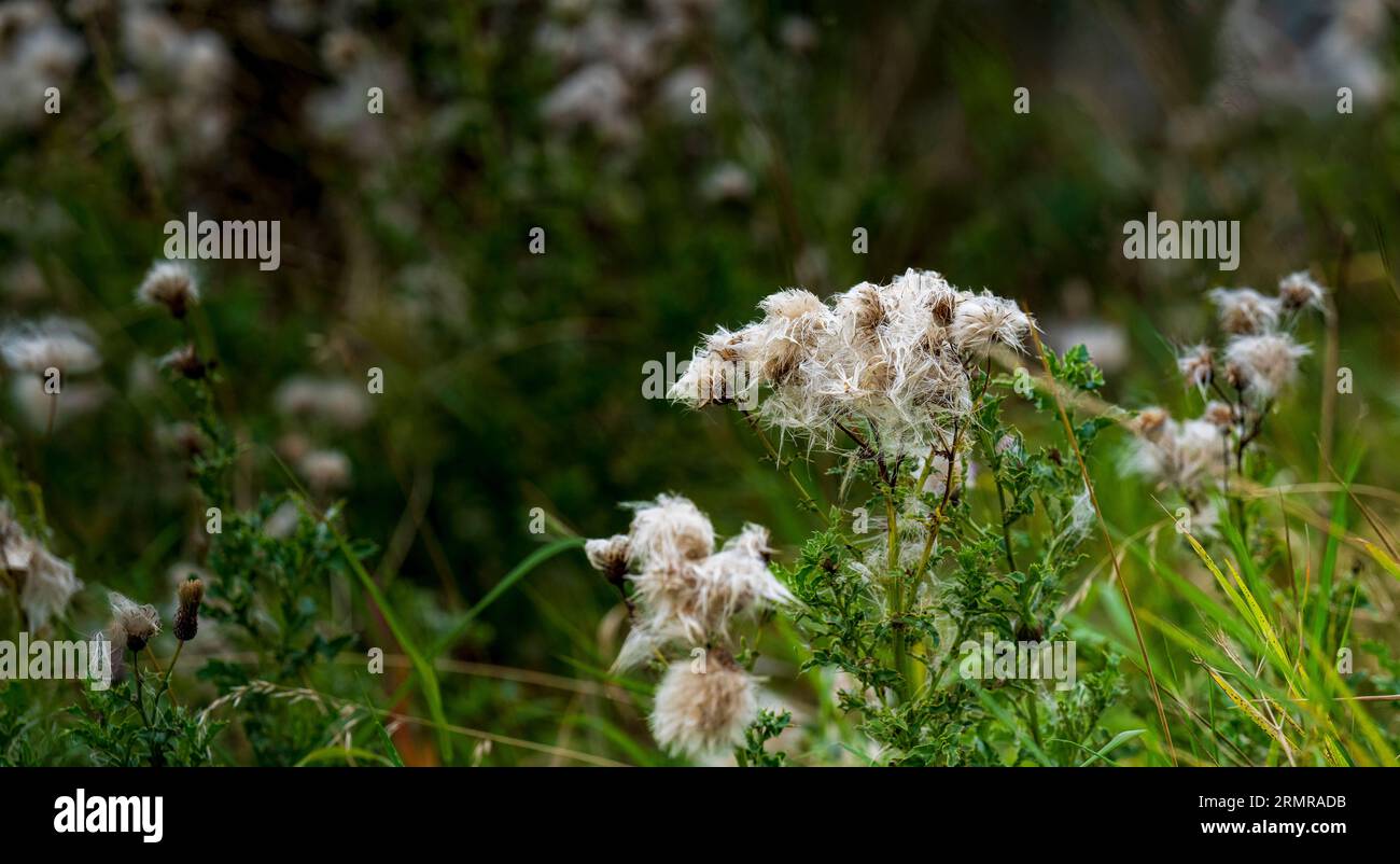 A patch of Milk Thistle, with thistledown seeds, on a field edge in ...