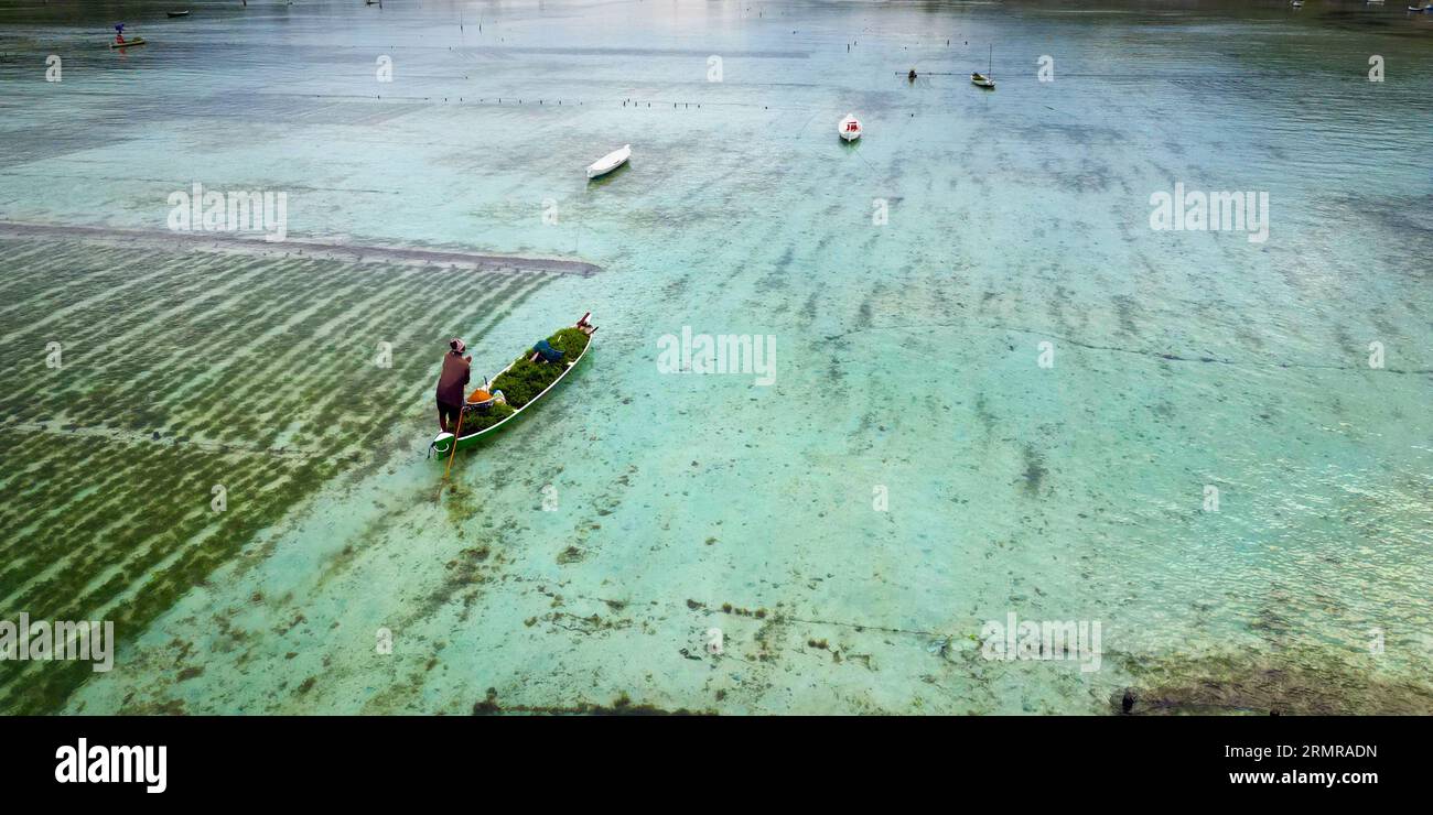 collecting sea weed at the seaweed farm of Lembongan island in ...