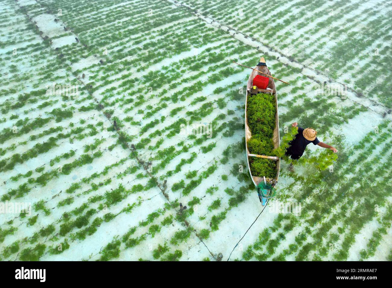 collecting sea weed at the seaweed farm of Lembongan island in ...