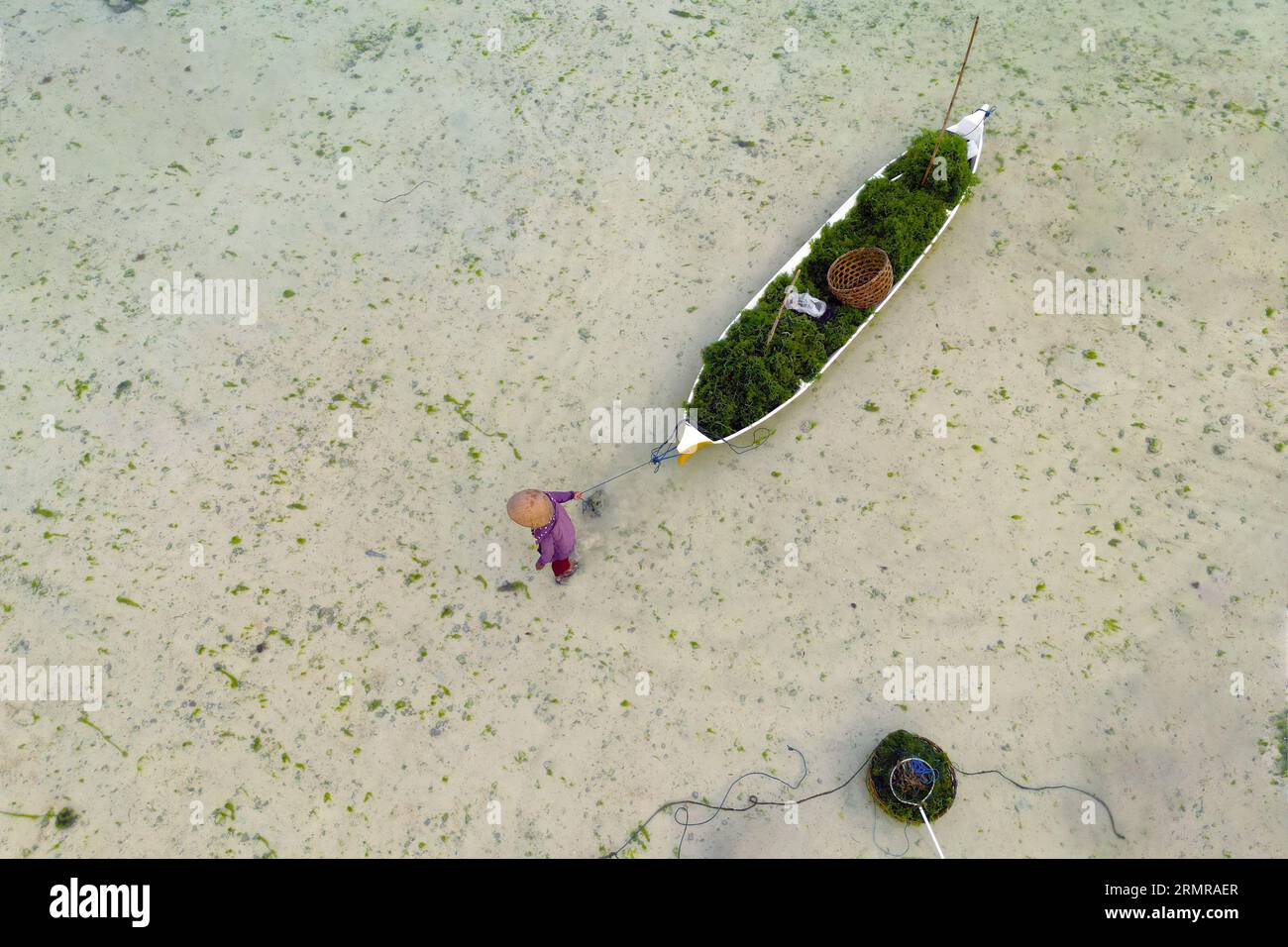 collecting sea weed at the seaweed farm of Lembongan island in ...