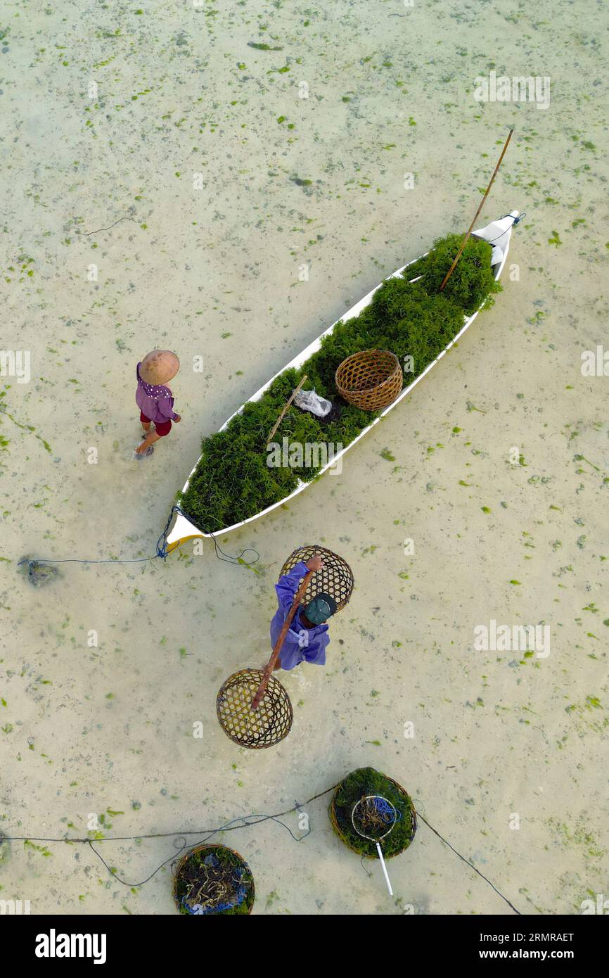 collecting sea weed at the seaweed farm of Lembongan island in ...
