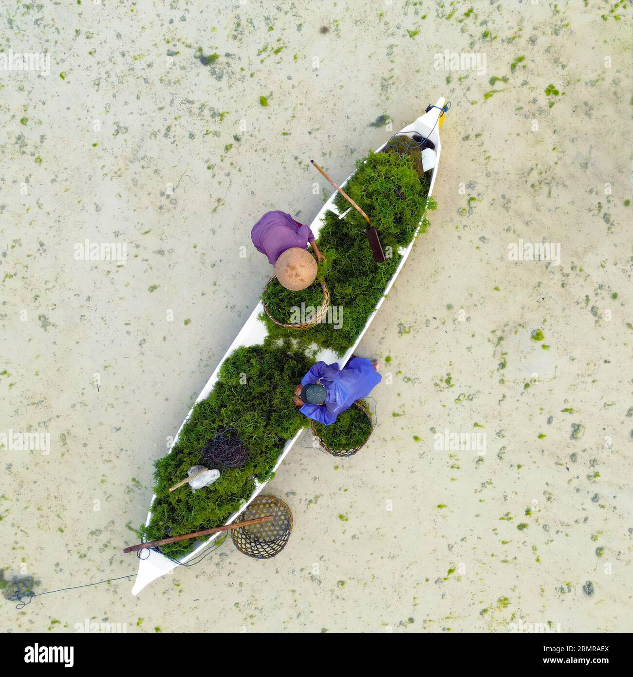 collecting sea weed at the seaweed farm of Lembongan island in ...