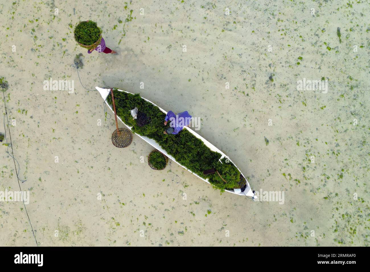 collecting sea weed at the seaweed farm of Lembongan island in ...