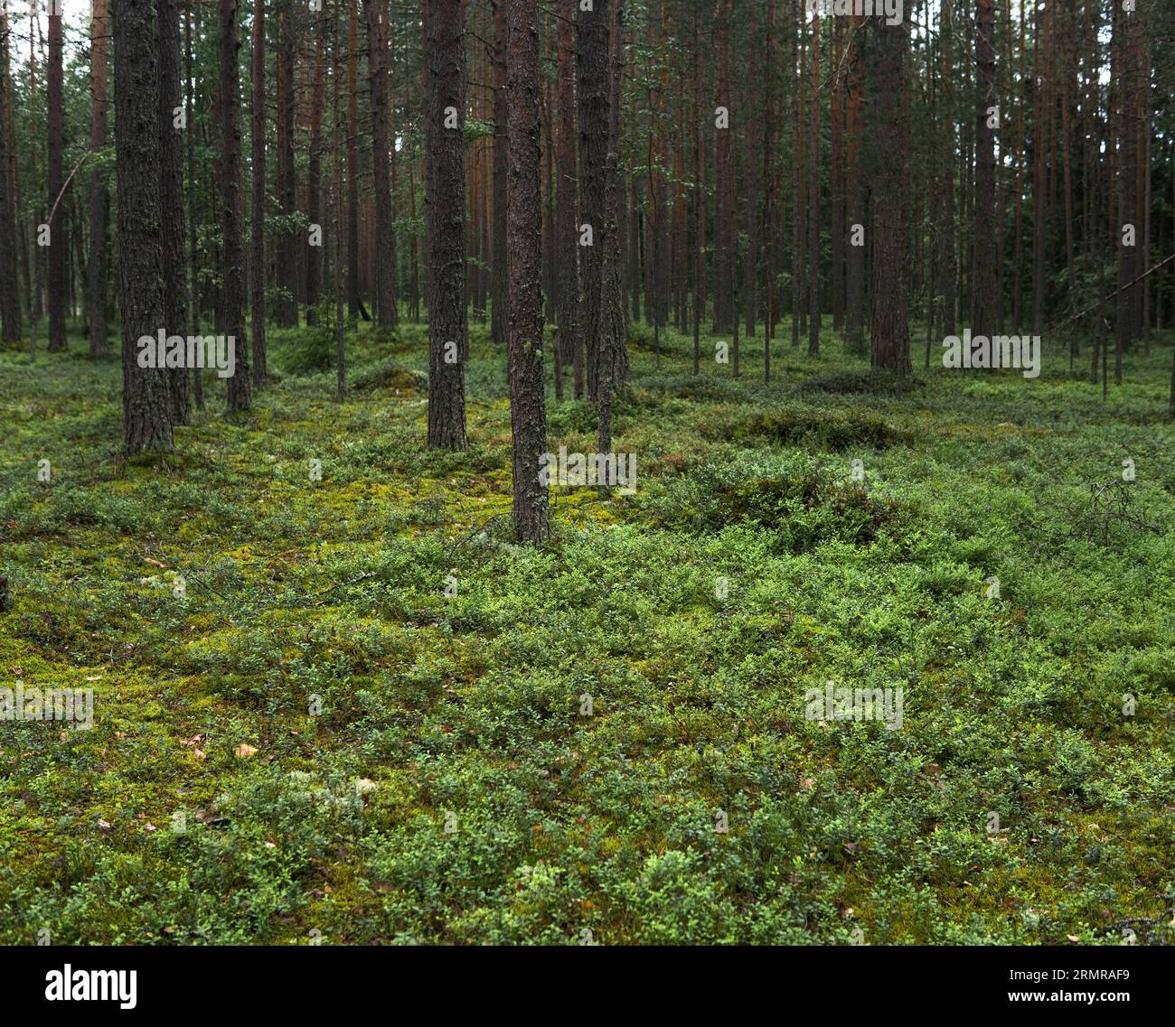 natural landscape, pine boreal forest with moss undergrowth, coniferous ...
