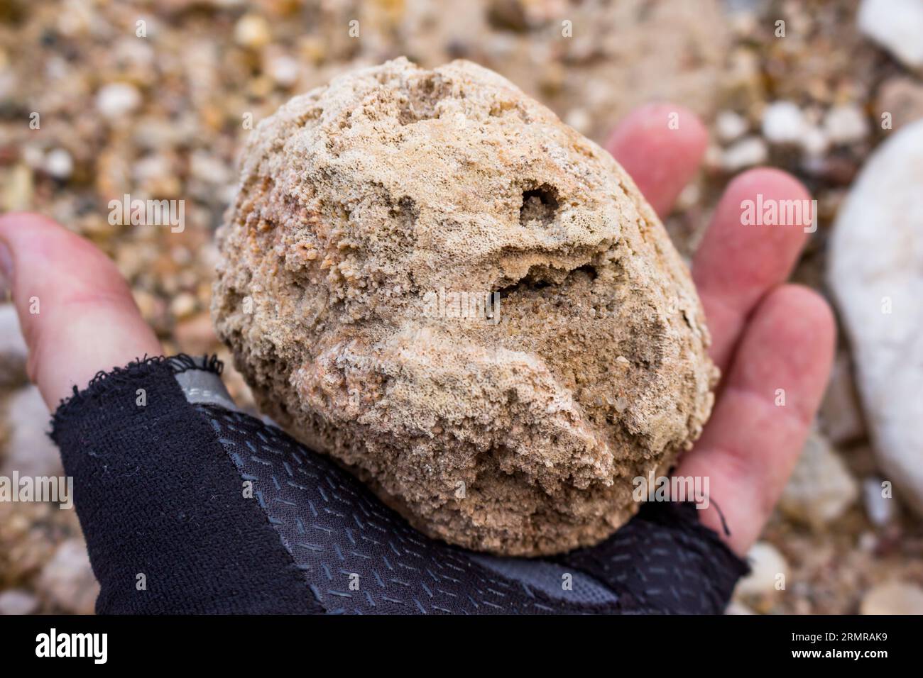 Fossilized fossil sponge Chaetetes of spherical shape in hand, Russia ...