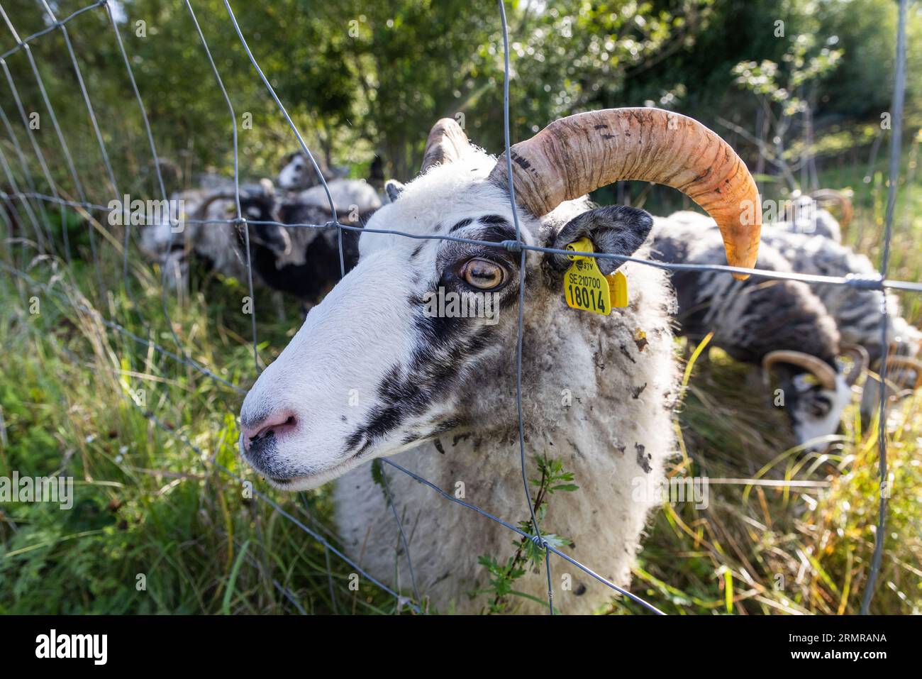 Sheep in a sheepfold Stock Photo - Alamy