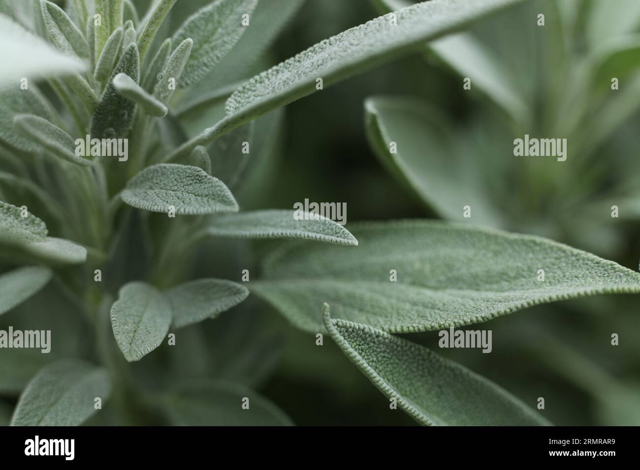 close up of sage leaves Stock Photo - Alamy