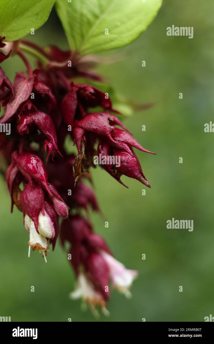 Leycesteria formosa, the pheasant berry, himalyan honeysuckle blossom ...