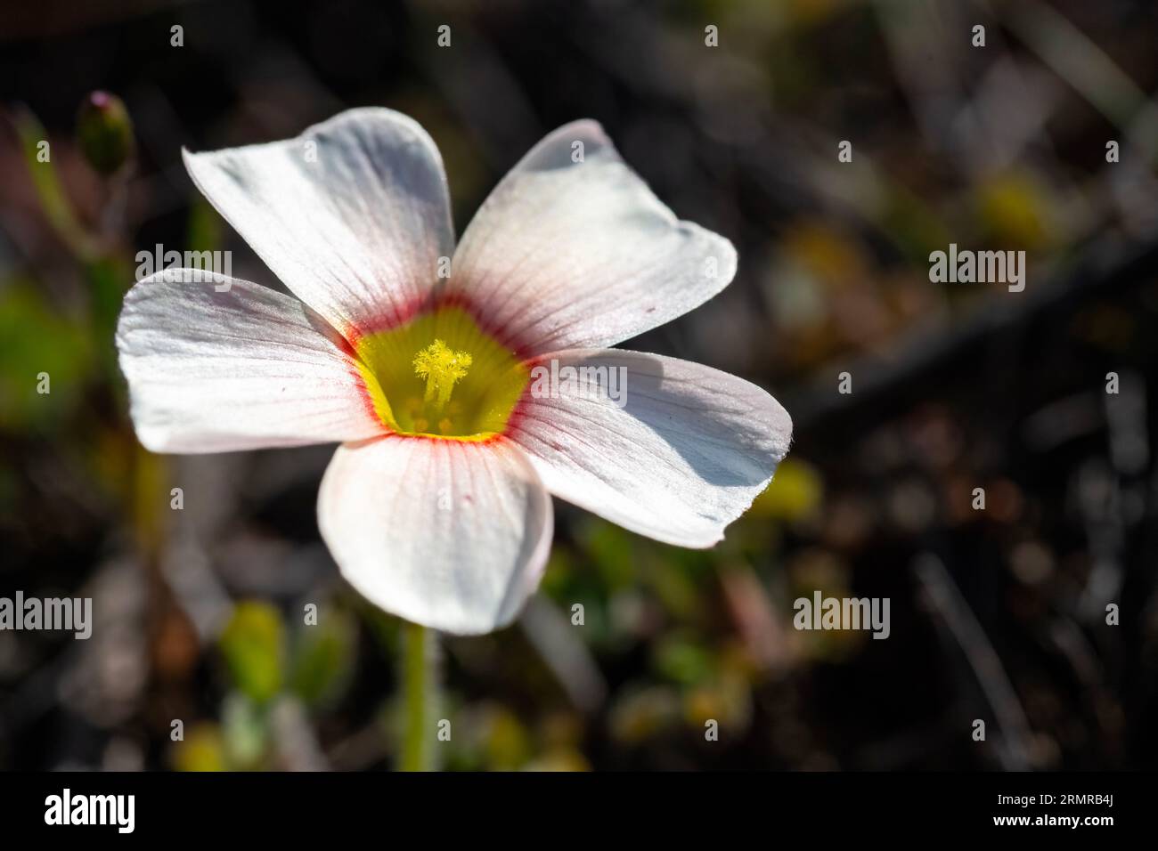 Oxalis obtusa hi-res stock photography and images - Alamy