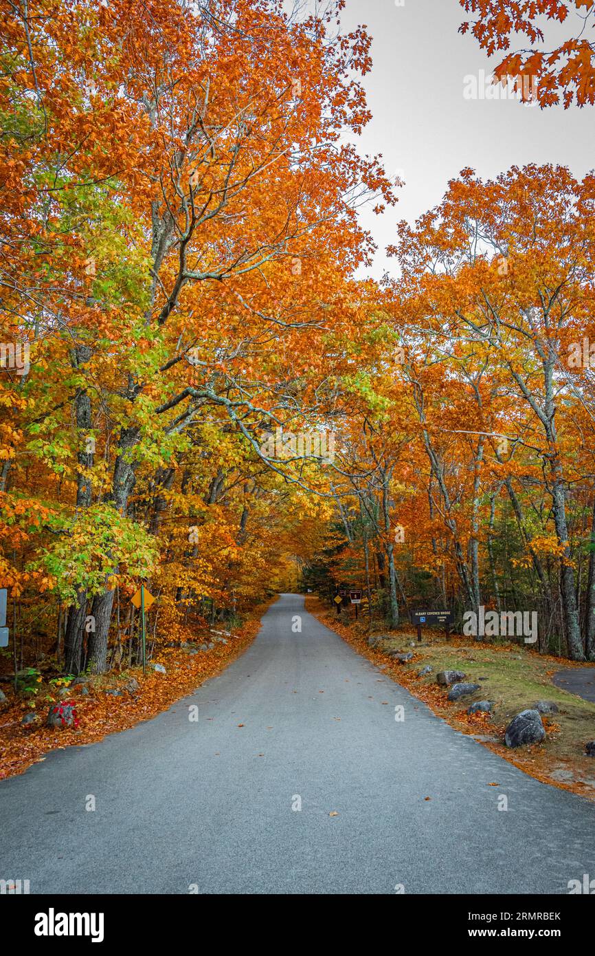 Lonely gravel road surrounded by fall trees and beautiful golden fall ...